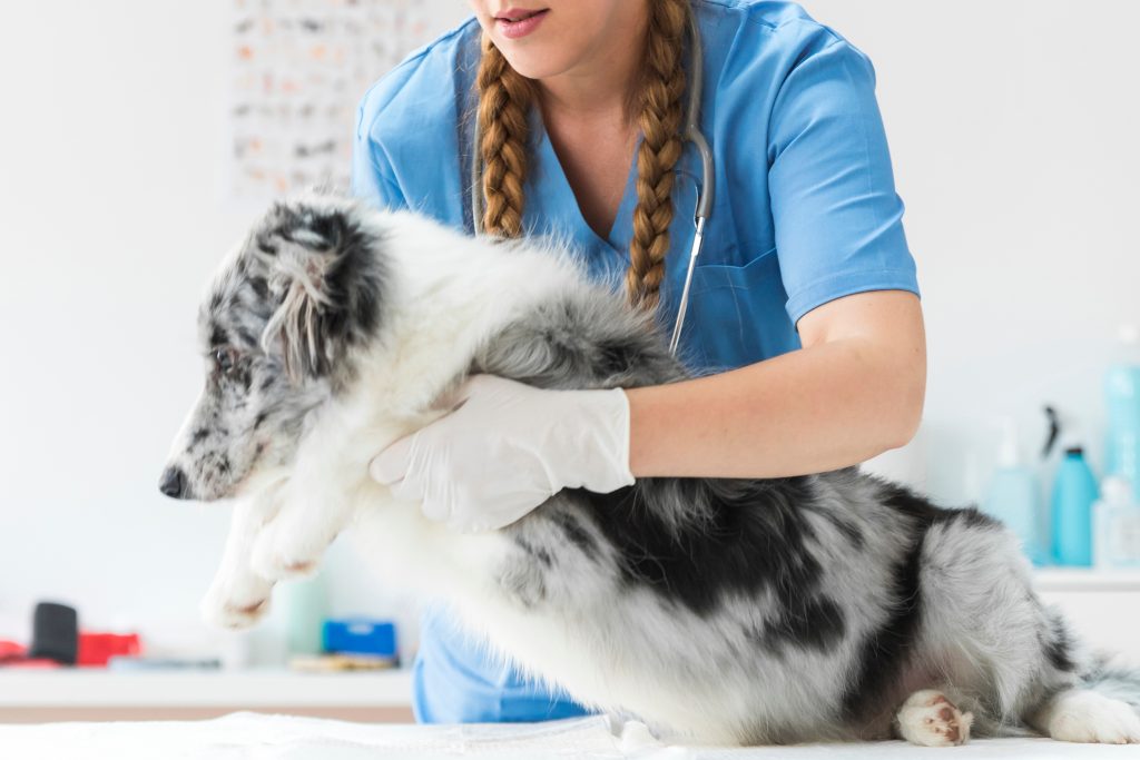 Piometra En Perras: Síntomas, Diagnóstico Y Prevención