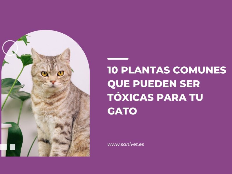 Plantas Tóxicas Para Gatos: Las 10 Especies Más Comunes